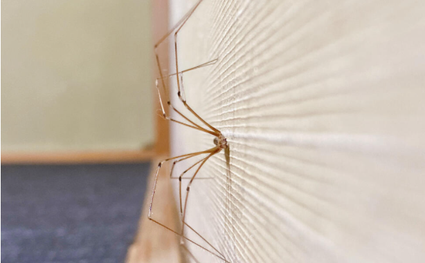 Zašto baš nikada ne bi trebalo da ubijate paukove – DOMACI KOLACI