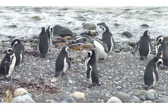 Ljudi im zavide na odanosti: Ove životinje imaju samo jednog partnera ...